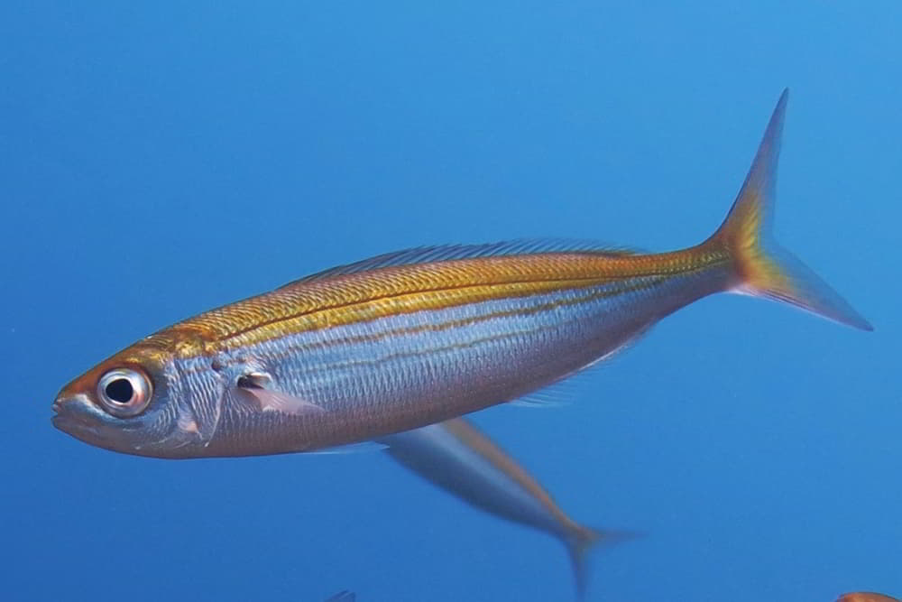 Gelbstriem oder Gelbstriembrasse – Boops boops