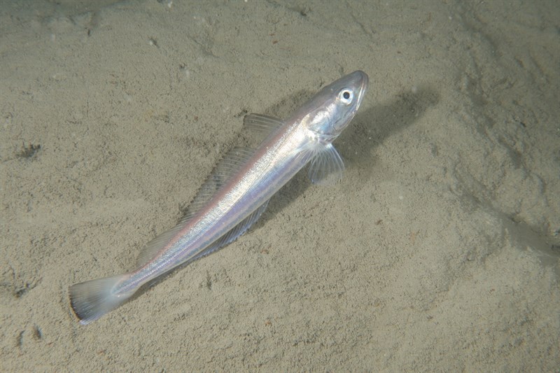 Europäischer Seehecht, Hechtdorsch – Merluccius merluccius