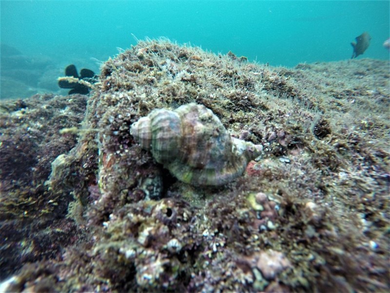 Monoplex vestitus