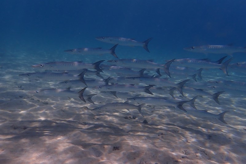 Sphyraena ensis